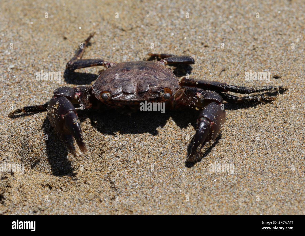 large crab with powerful claws on the seashore Stock Photo - Alamy