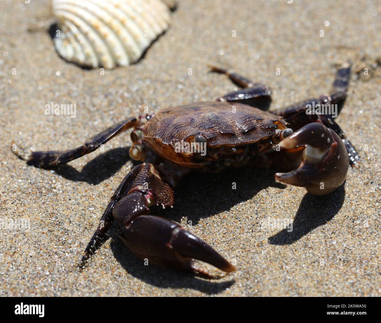 large crab with powerful claws on the seashore Stock Photo - Alamy