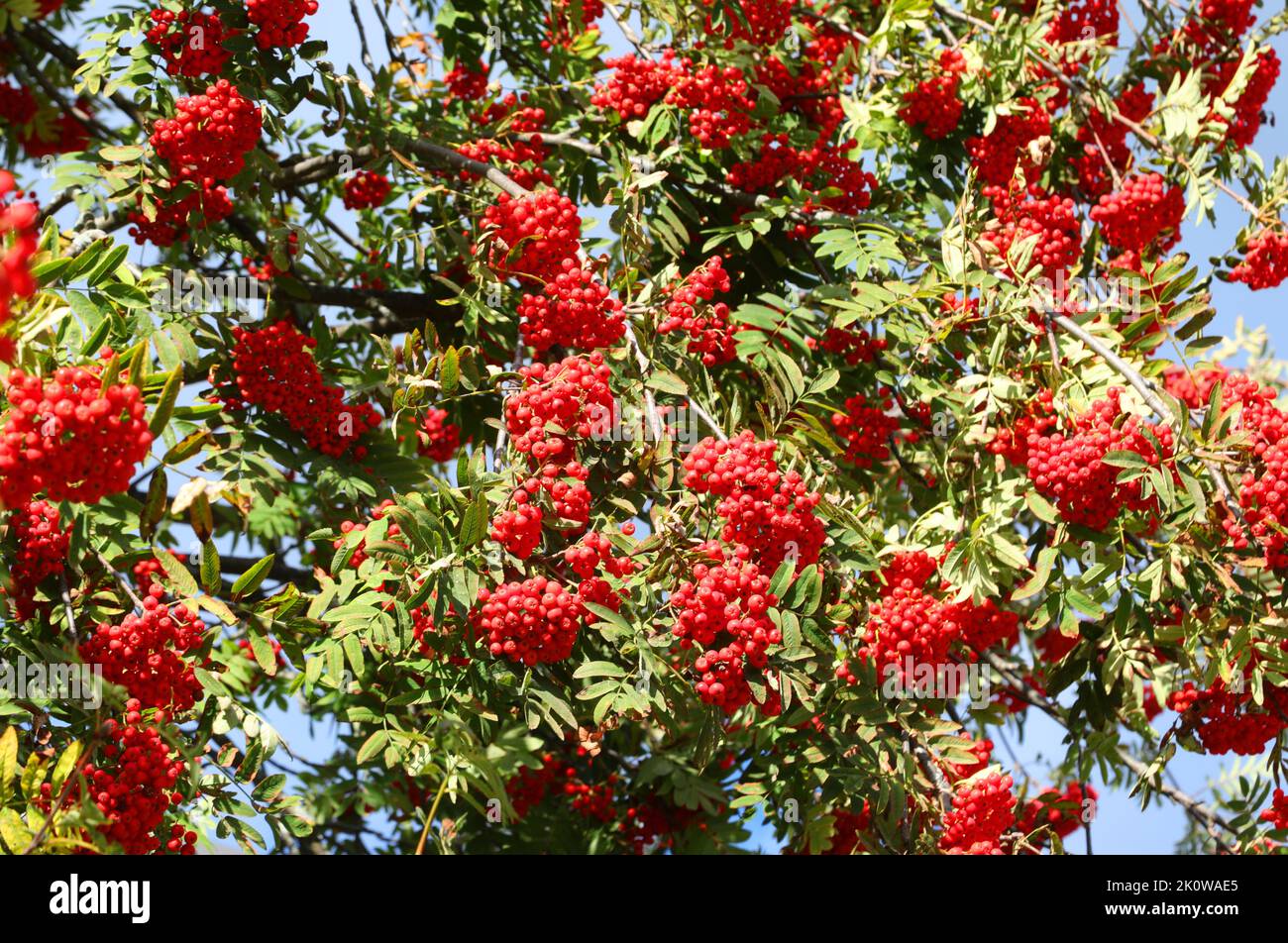 Tree with ripe red berries called Sorbus aucuparia or commonly rowan in ...
