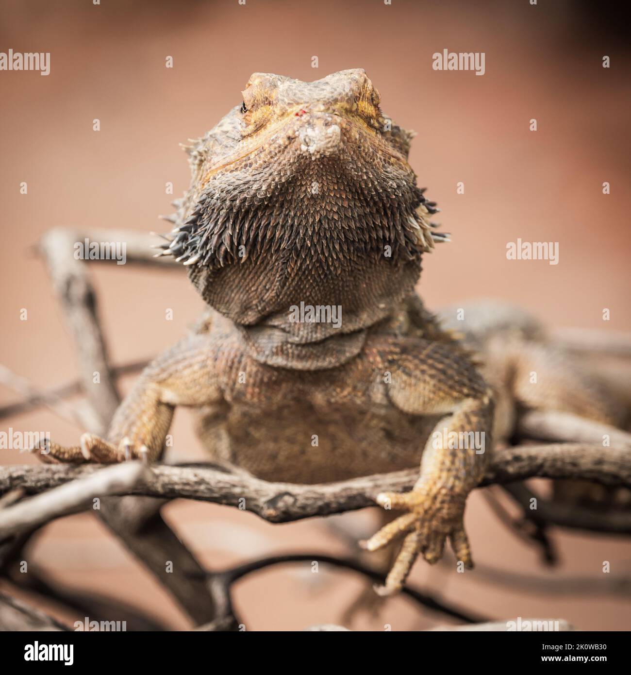 close up on a lizard at the zoo while it sits on a wood branch, in warm ...