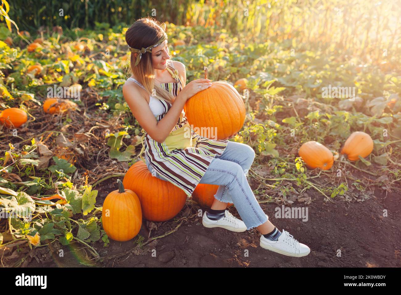 Pumpkin harvest. Young woman farmer picking autumn crop of pumpkins on ...