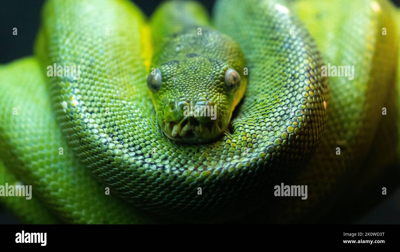 A closeup of a beautiful Green tree python in a zoo Stock Photo - Alamy