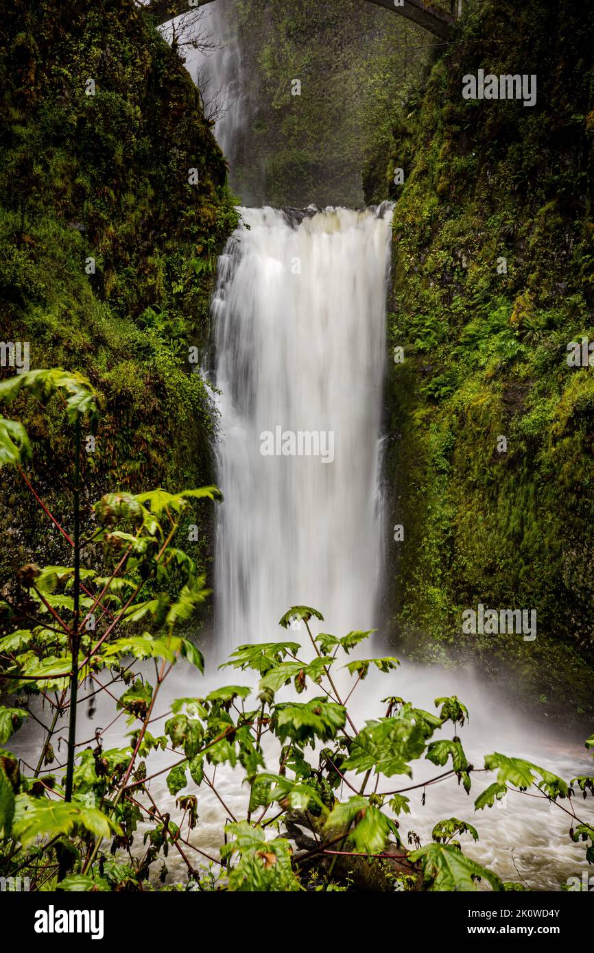 A beautiful view of a huge waterfall in a forest with trees Stock Photo ...