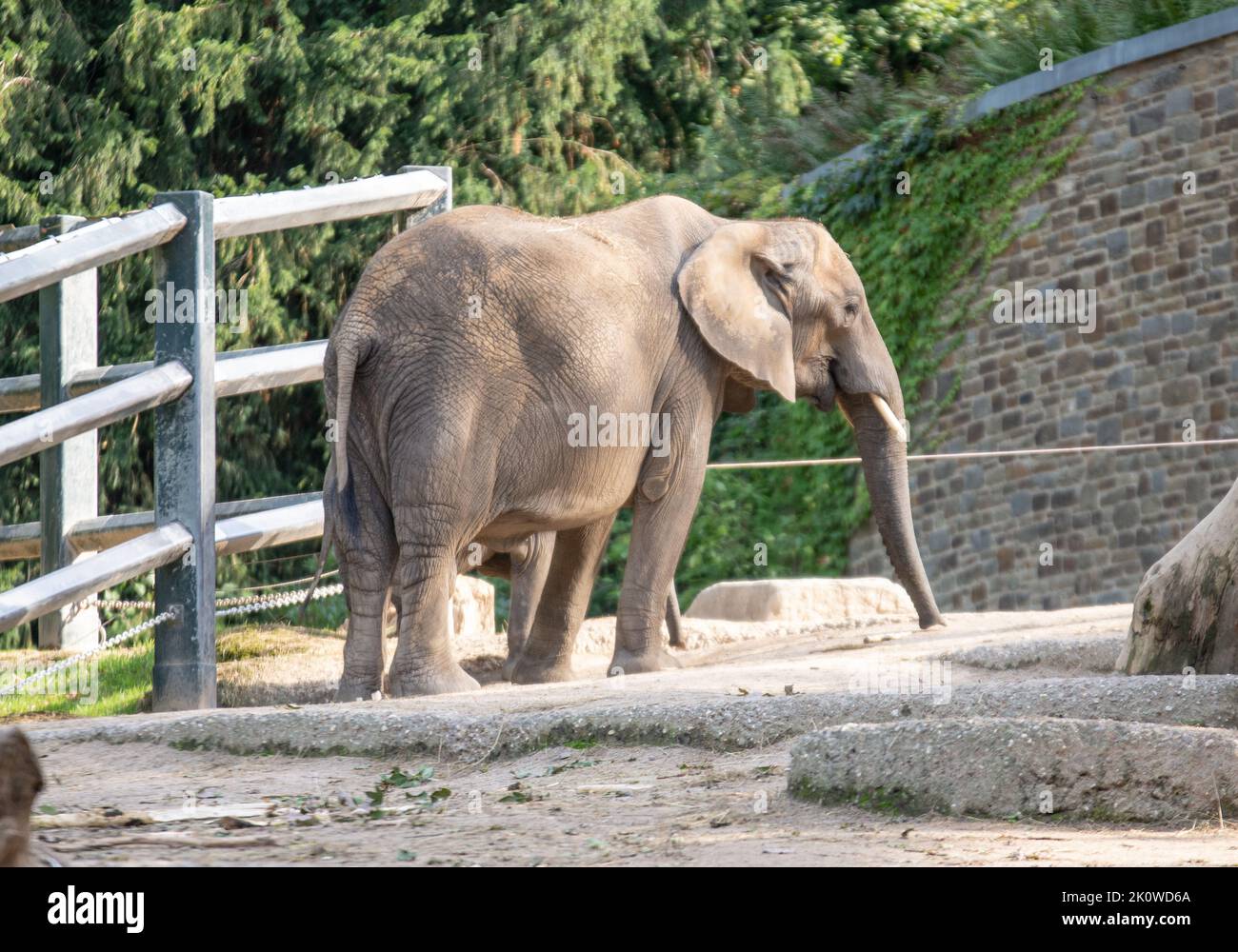 A big elephant in the zoo Stock Photo - Alamy