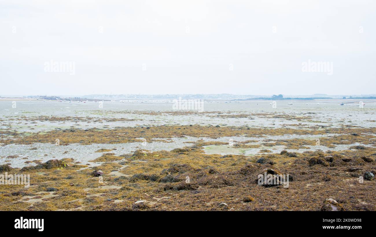 Seascape during low tide. Green seaweed. Brittany, France. Europe Stock ...