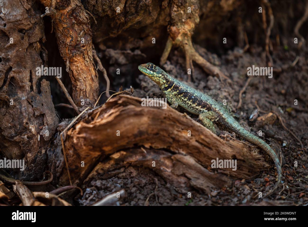 Neotropical ground lizard hi-res stock photography and images - Alamy