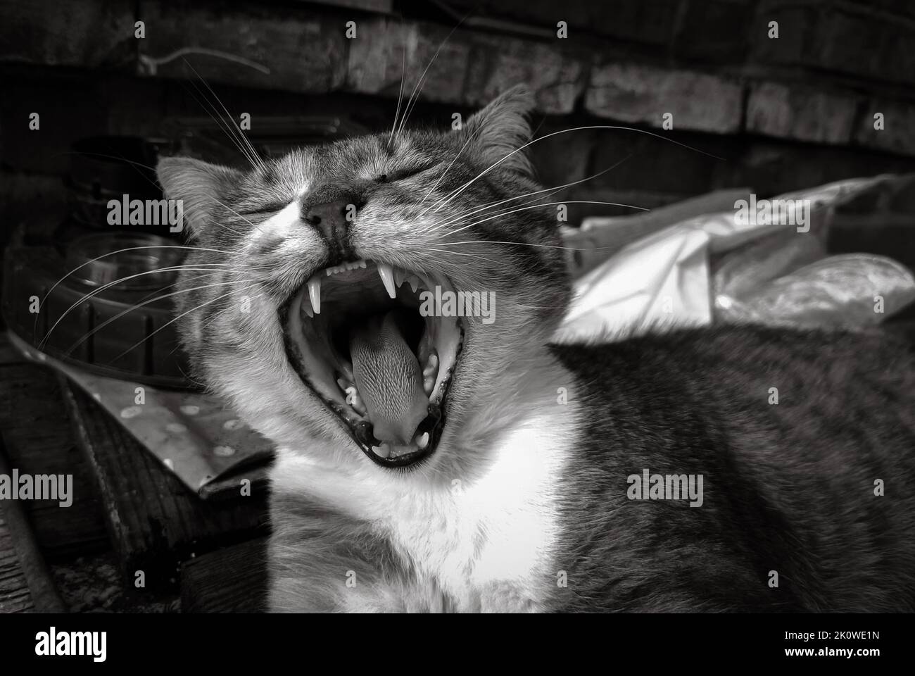 Greyscale cat hi-res stock photography and images - Alamy