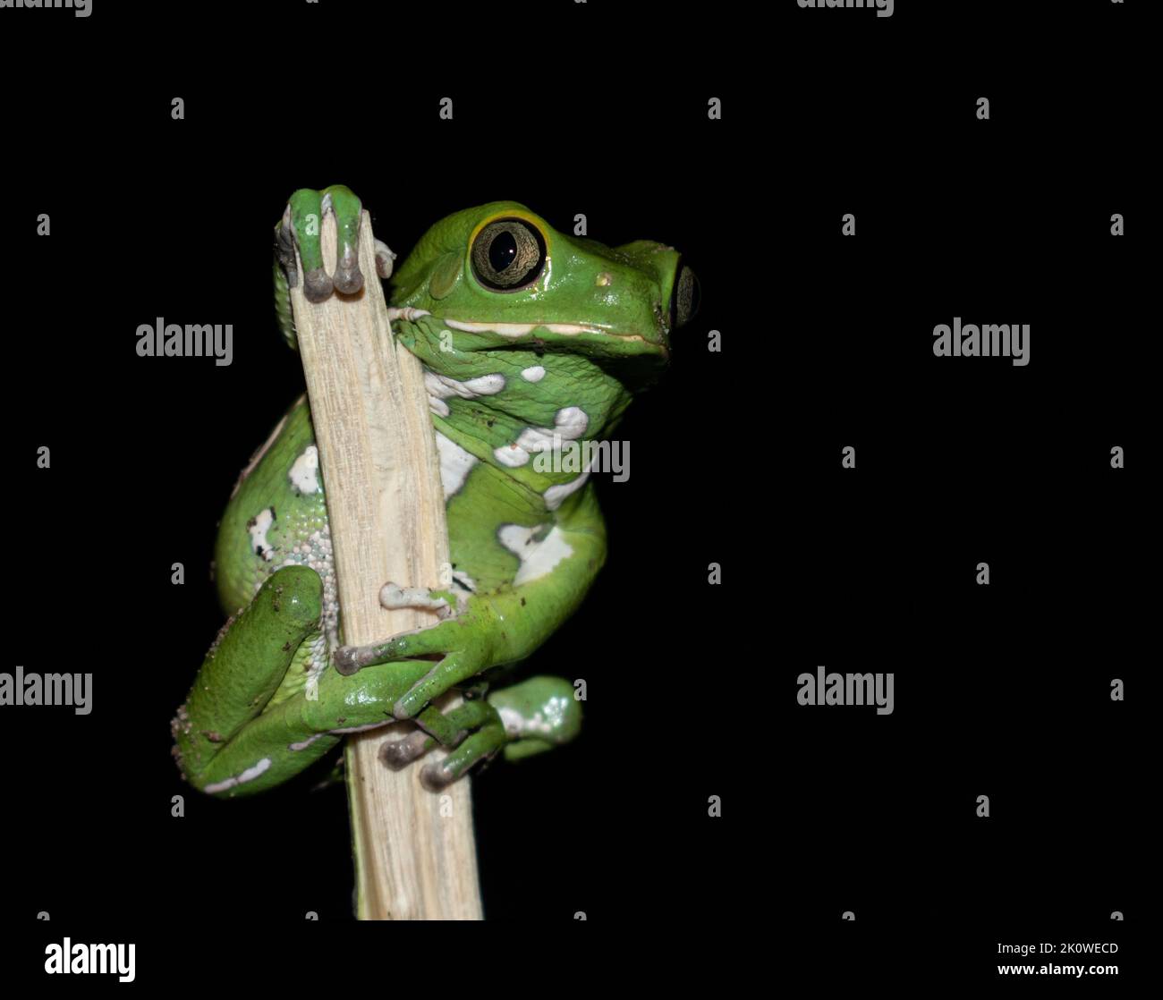 A frog on a stick hi-res stock photography and images - Alamy