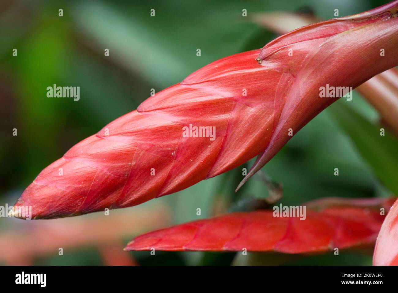 Kew Gardens orchid festival 2018 Stock Photo - Alamy