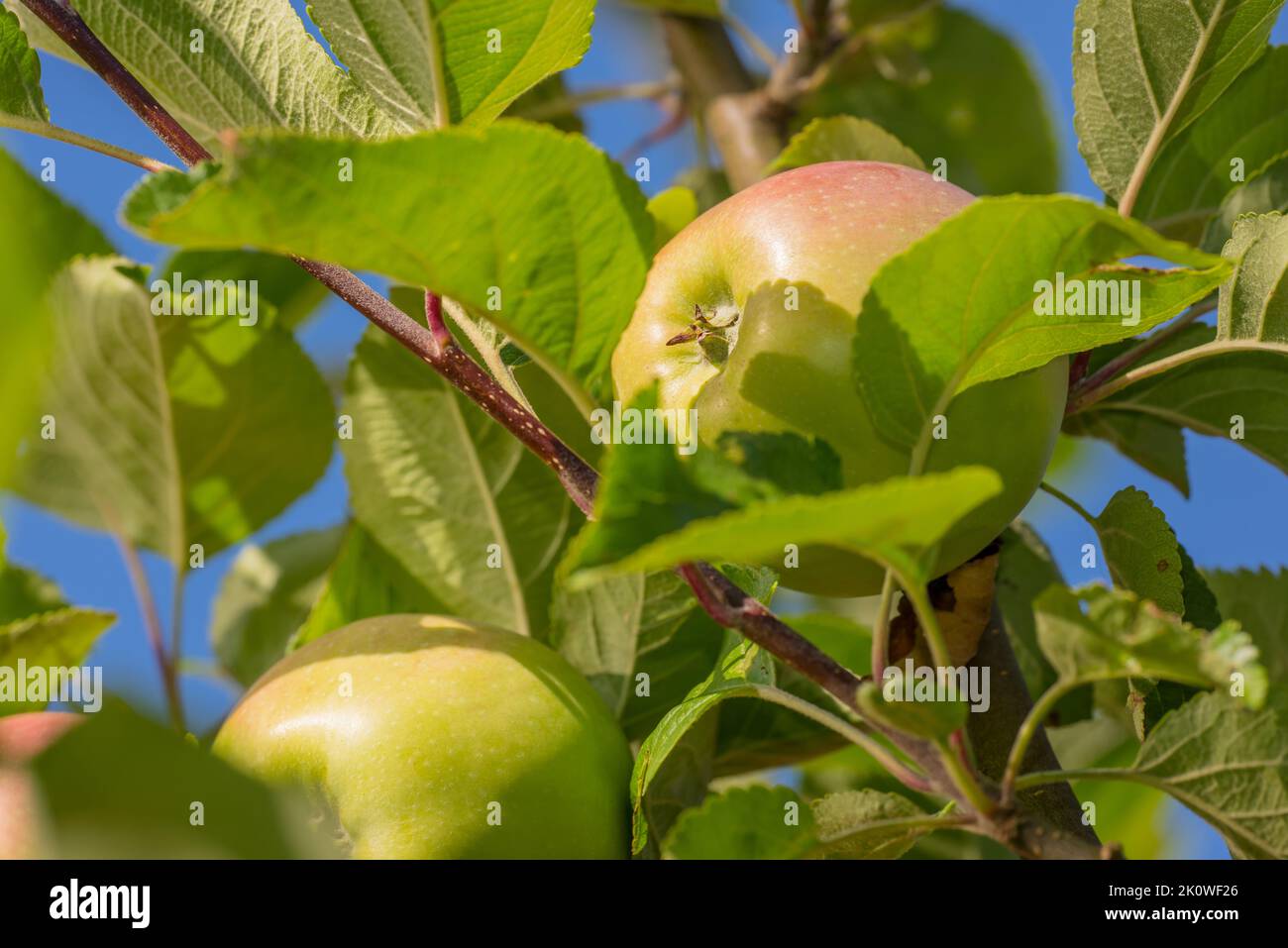 Fresh apples. Fresh apples in natural setting - on white background ...