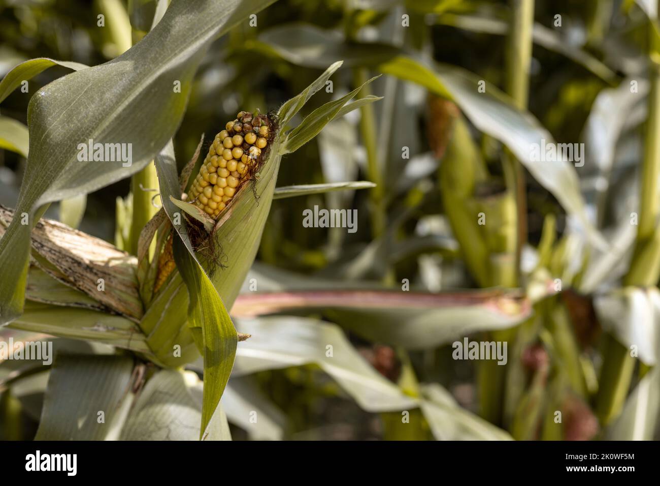 Corn cob growing in a corn field Stock Photo - Alamy