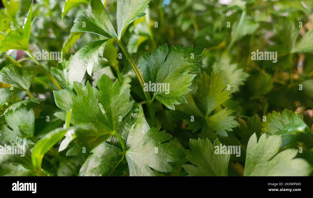 A close-up shot of parsley leaves Stock Photo - Alamy