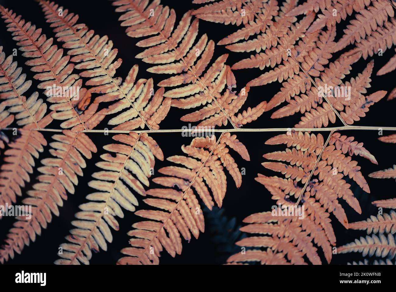 A fern is a member of a group of vascular plants (plants with xylem and ...