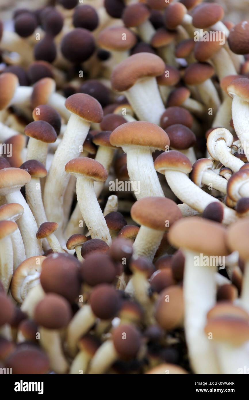 mushrooms chestnut mushroom (Agrocybe aegerita) sold in market - close ...