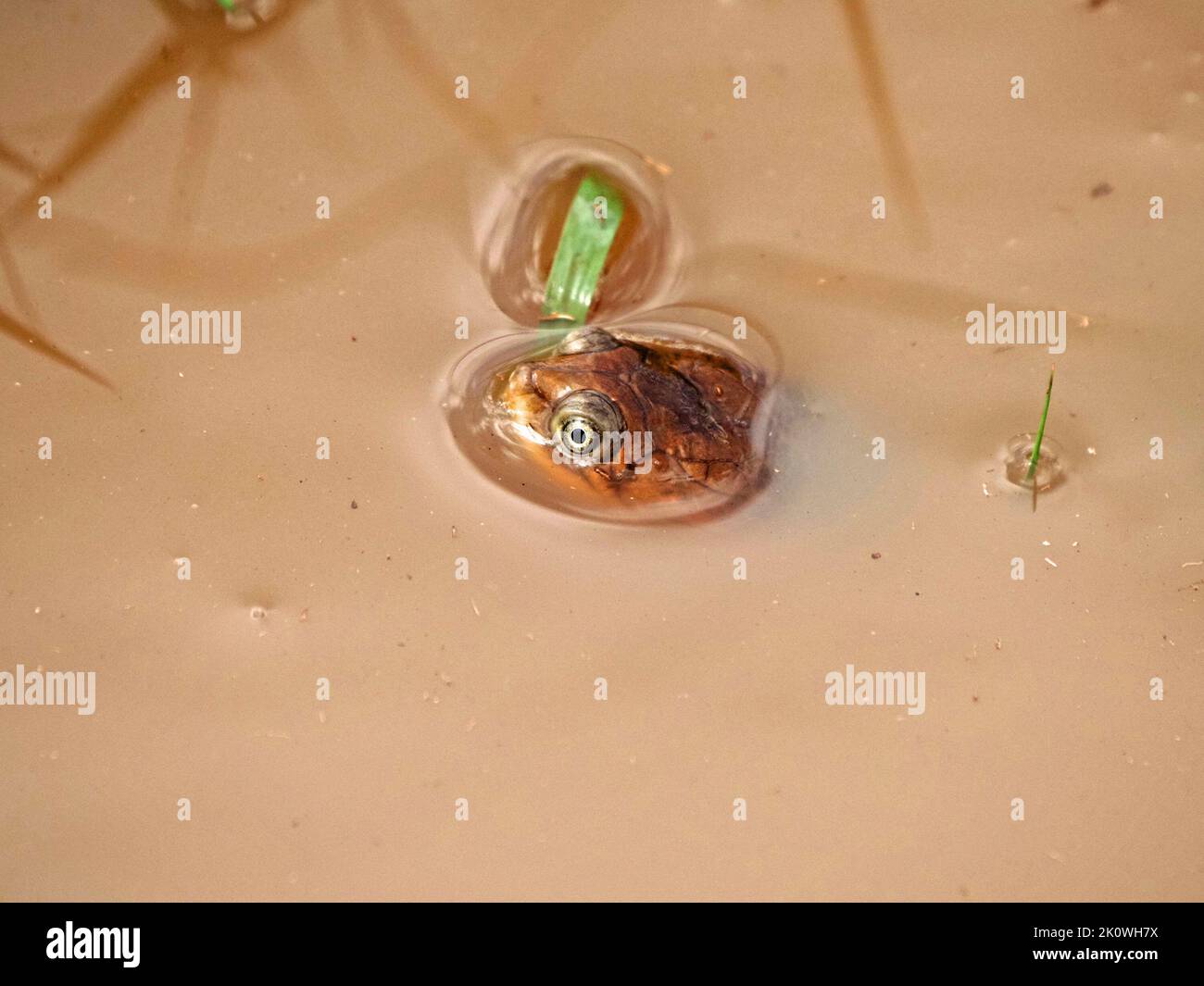 African helmeted turtle (Pelomedusa subrufa) emerging from aestivation ...