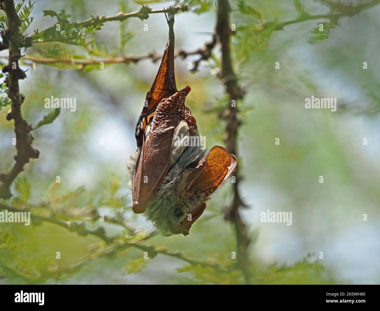 Yellow-winged Bat (Lavia frons) an African false vampire bat roosting ...