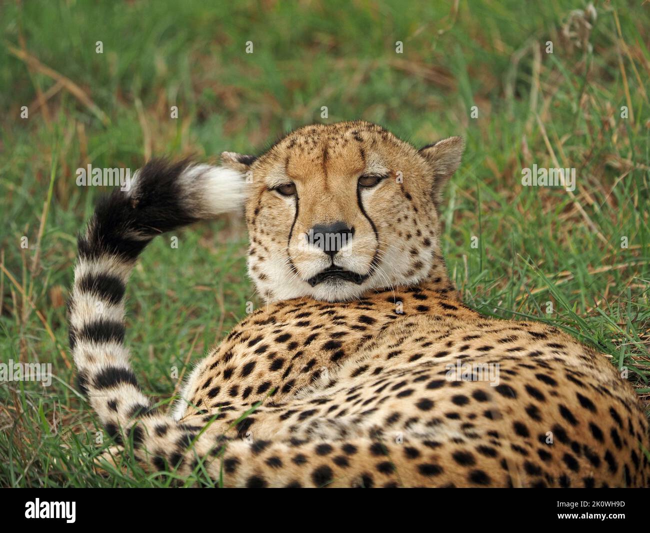 Striped tail hi-res stock photography and images - Alamy