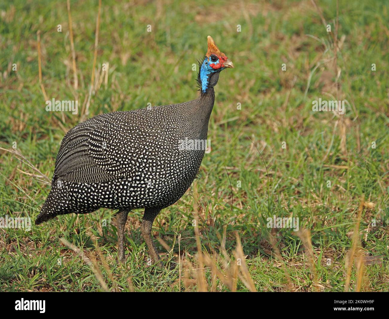 Helmeted Guinea-fowl (Numida meleagris) with tall casque blue neck red ...