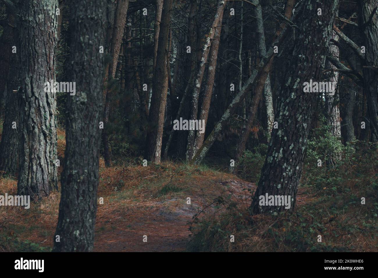 Deep forest trees in dark backwoods Stock Photo - Alamy