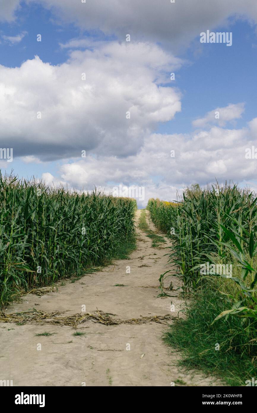 Landscape. Road going through a cornfield Stock Photo - Alamy