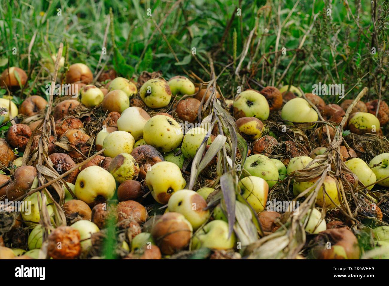 Many rotten apples are piled on the grass Stock Photo - Alamy