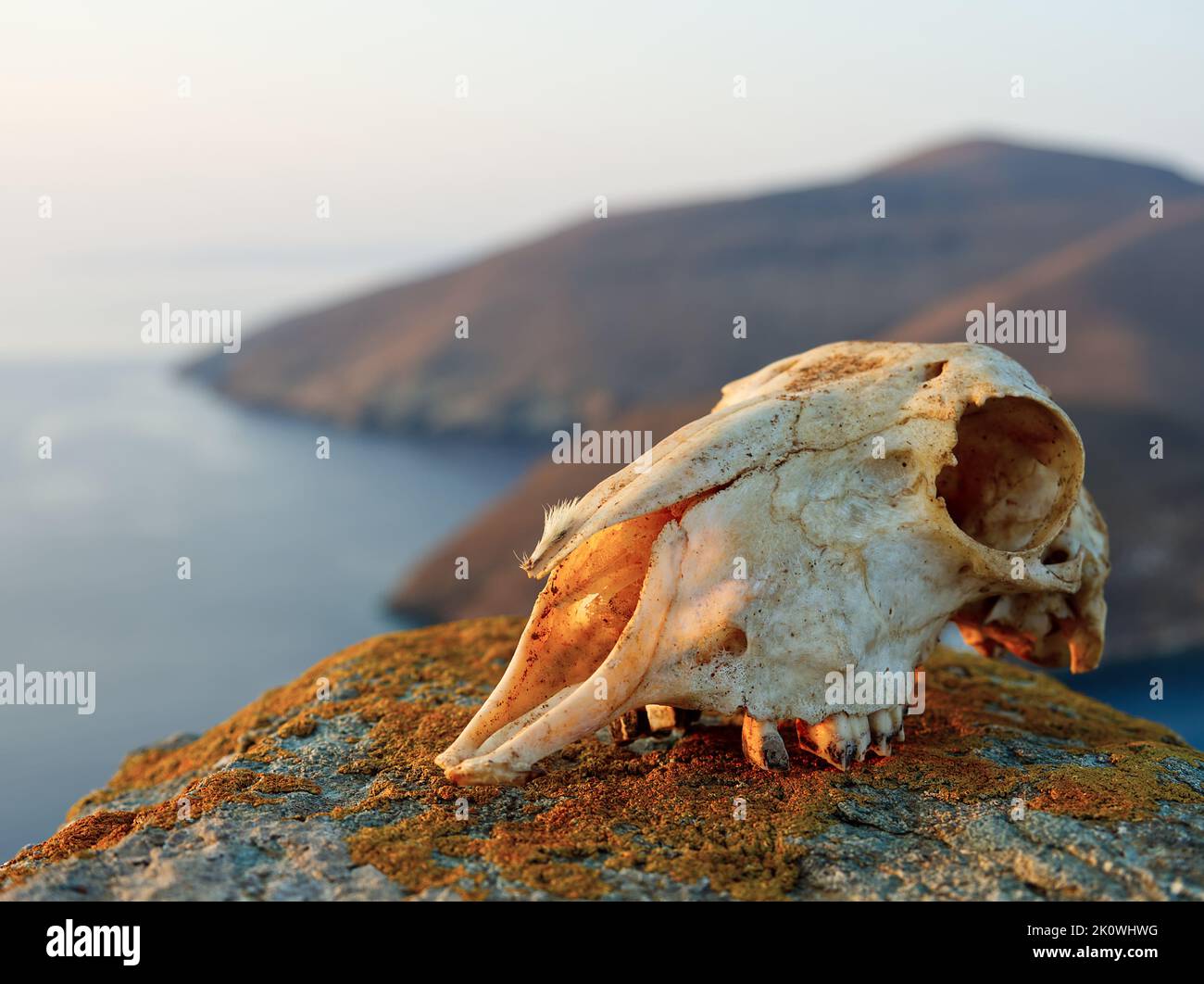 Scull during sunset over aegean sea Stock Photo - Alamy