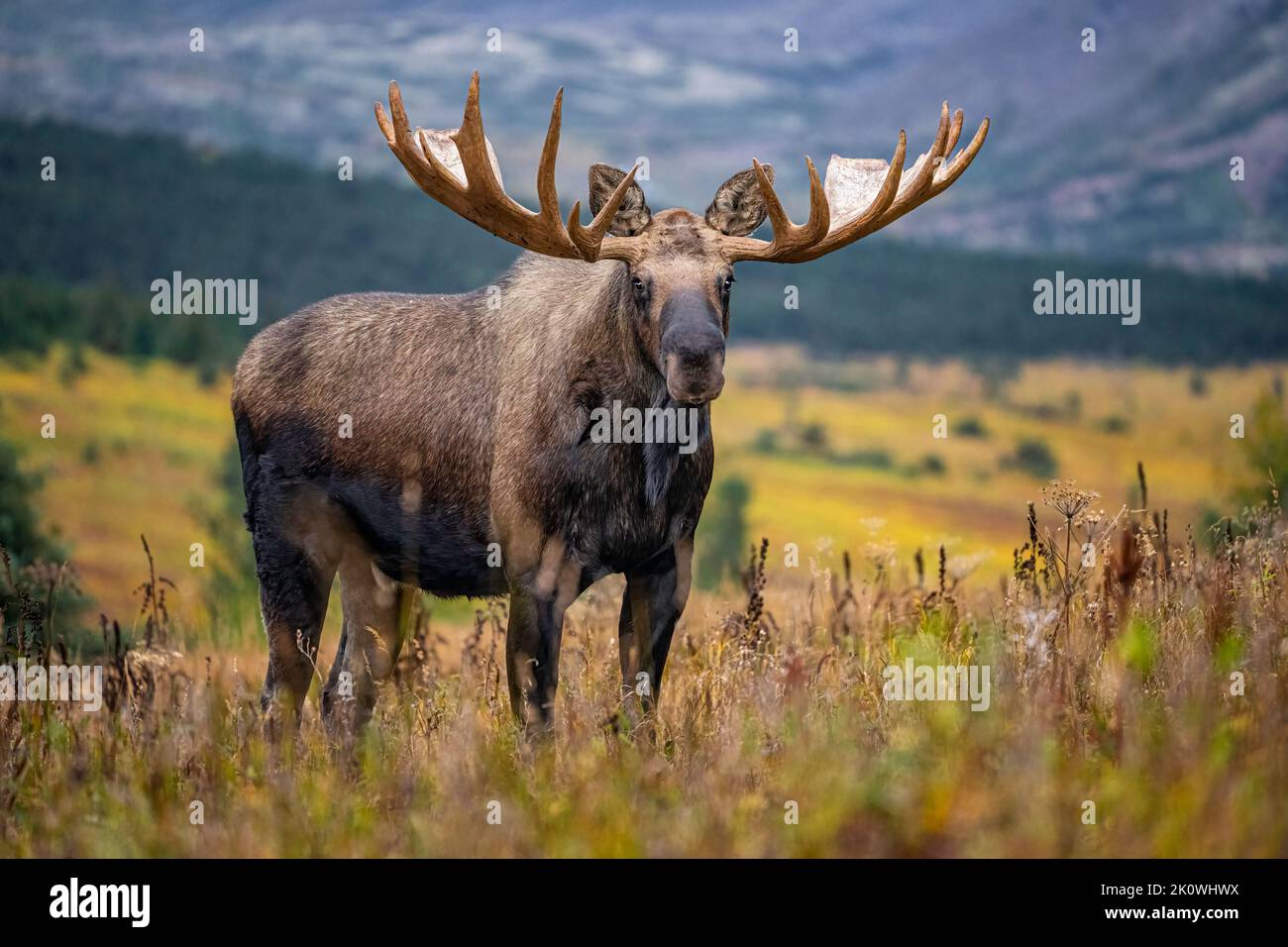 Animal bull hi-res stock photography and images - Alamy