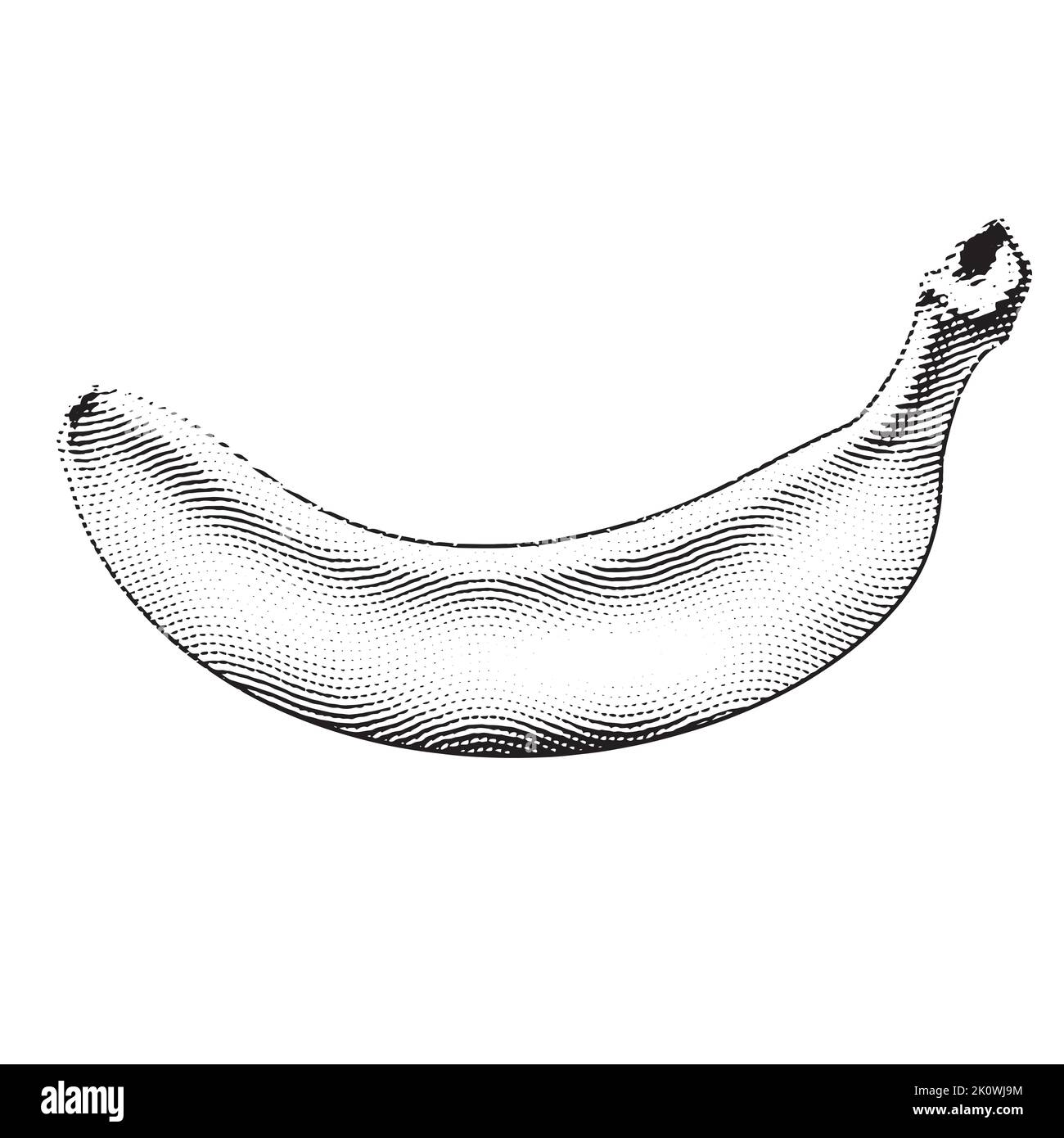 Illustration of Scratchboard Engraved Banana Stock Vector Image & Art ...
