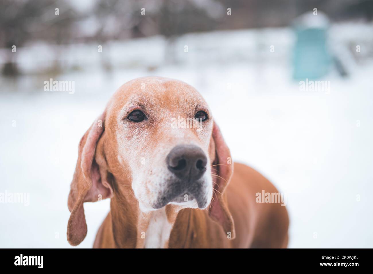 Hungarian Magyar Vizsla old female in a winter country. Hunting breed ...