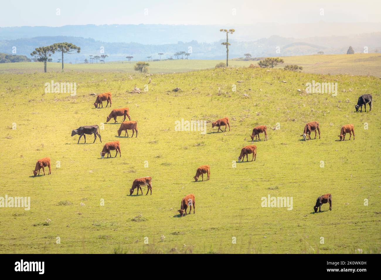 Cows grazing at sunset, Rio Grande do Sul pampa - Southern Brazil Stock ...