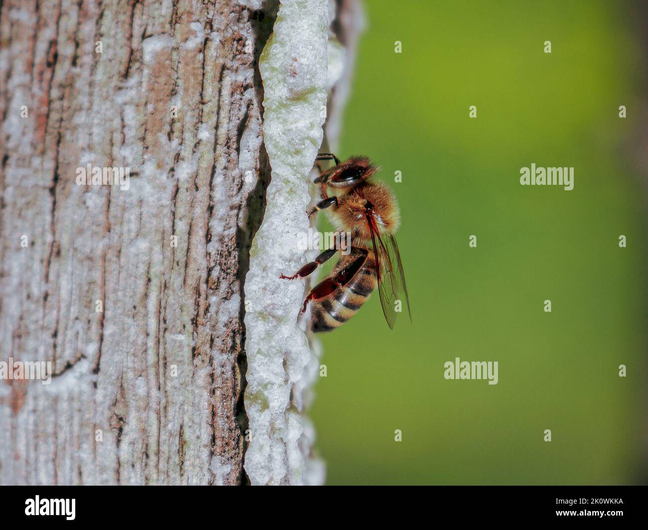 A bee on an old tree bark, macro shot Stock Photo - Alamy