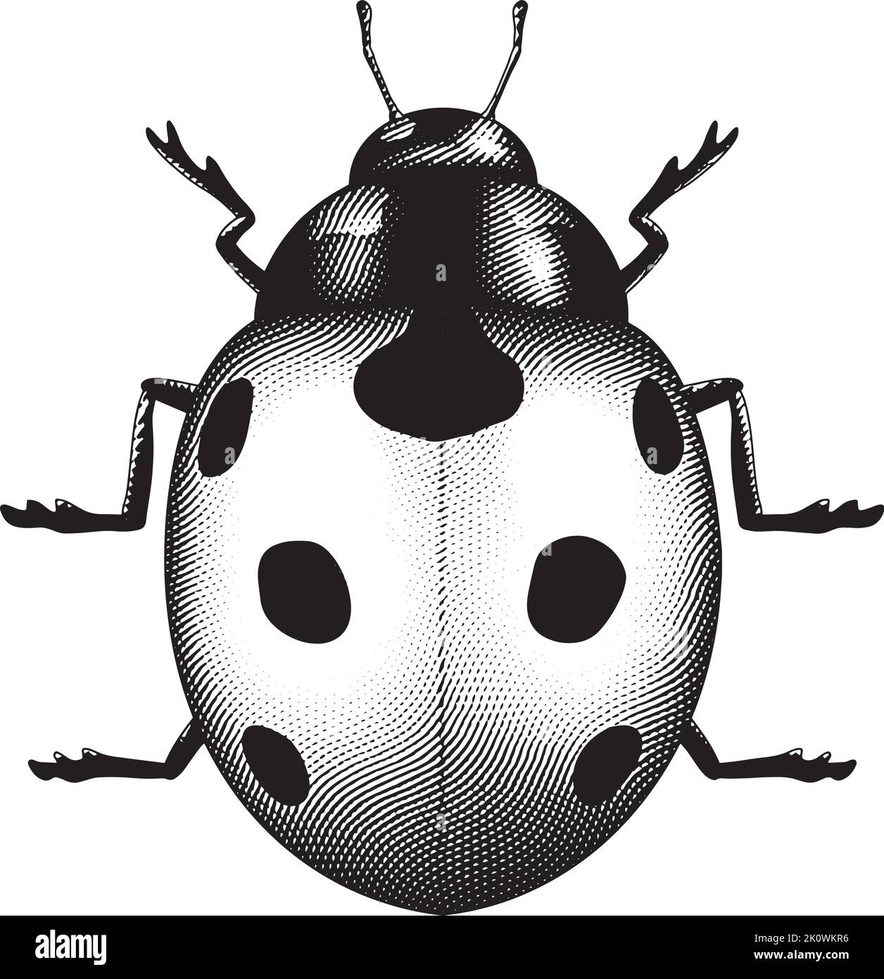 Illustration of Scratchboard Engraved Ladybug Stock Vector Image & Art ...