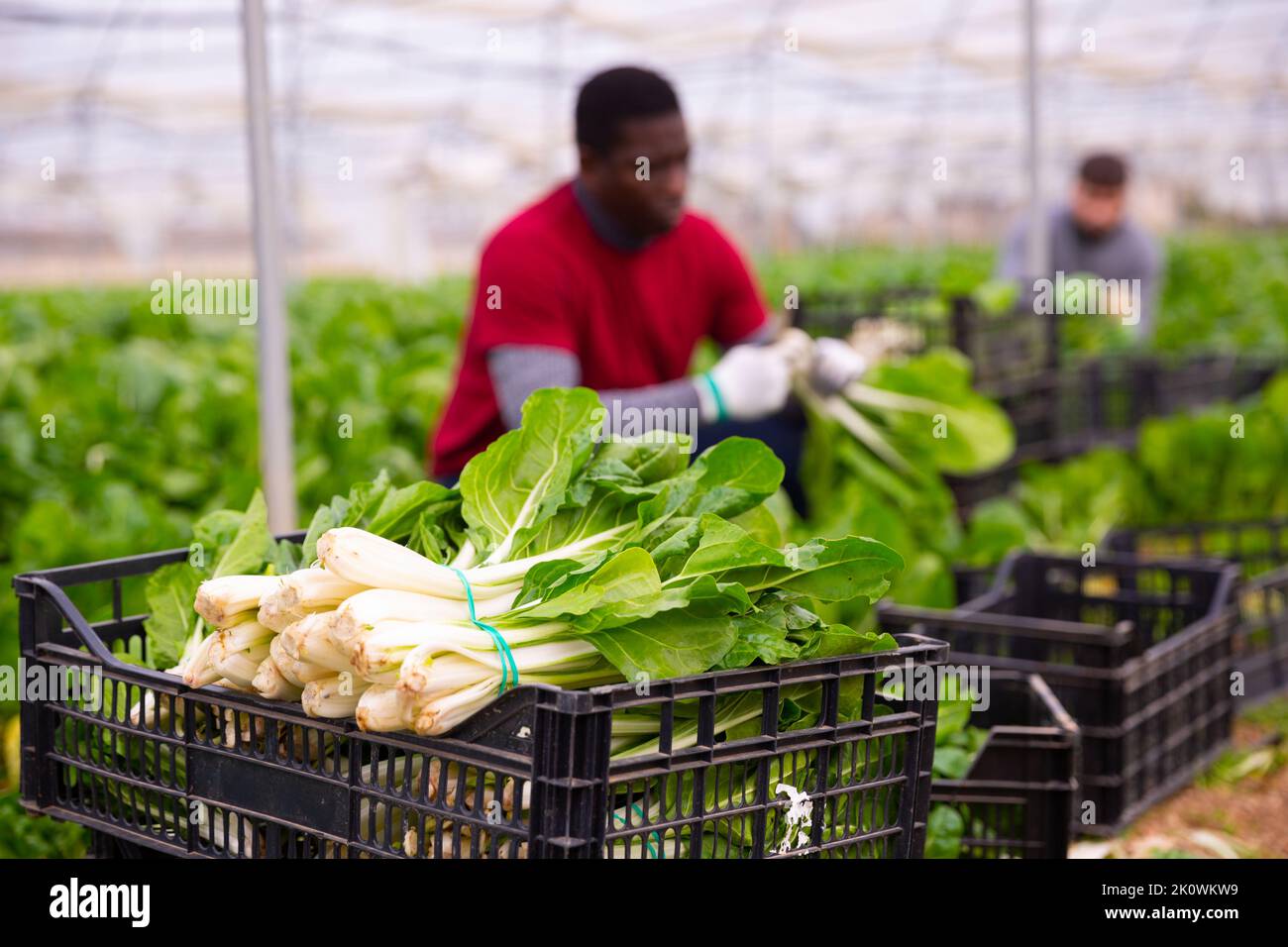 African-american worker cleans mangold on plantation Stock Photo - Alamy
