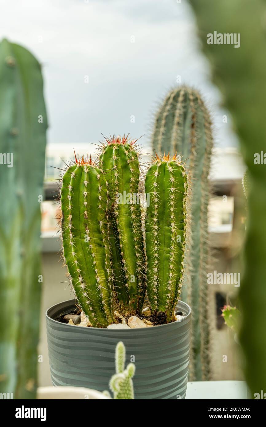 Pot with cereus cacti surrounded by others with many needle-sharp ...