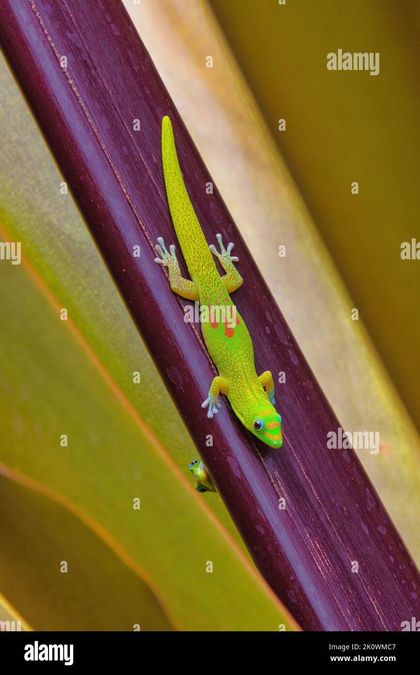 Underside of gecko hi-res stock photography and images - Alamy