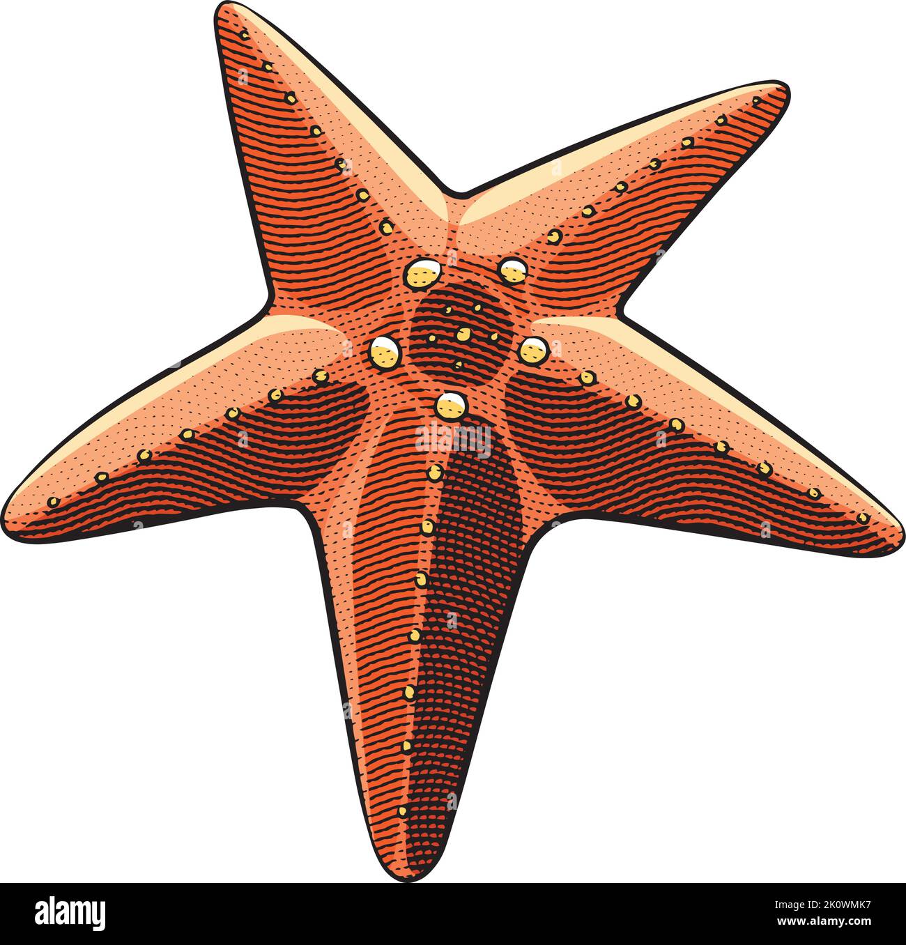 Illustration of Scratchboard Engraved Red Starfish over a White ...