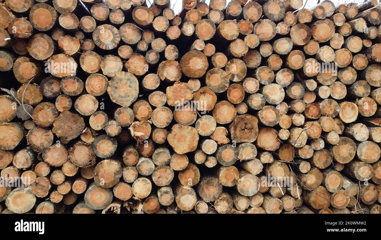 The wooden logs in a forest Stock Photo - Alamy