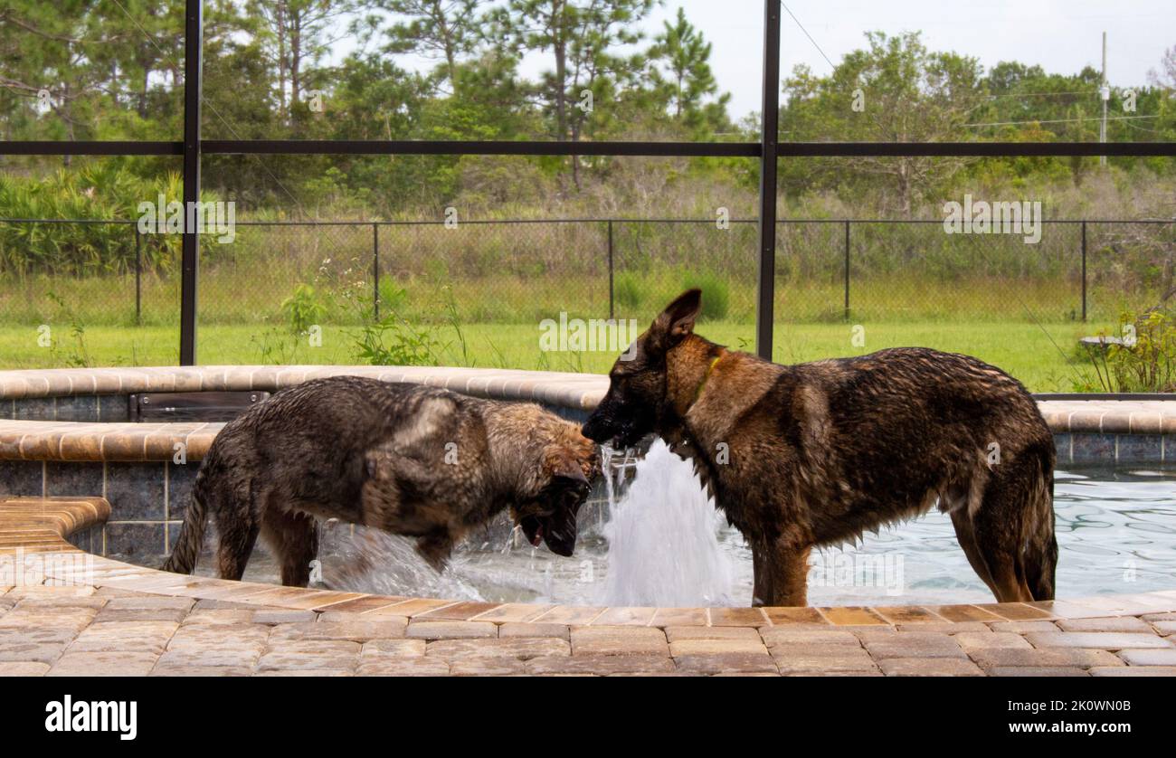 Two German Shepherds playing in a swimming pool Stock Photo - Alamy