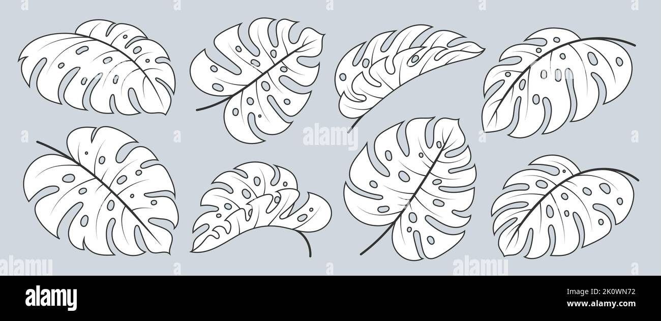 Monstera Deliciosa leaf outline icon set. Tropical exotic plant branch. Black line white fill ...