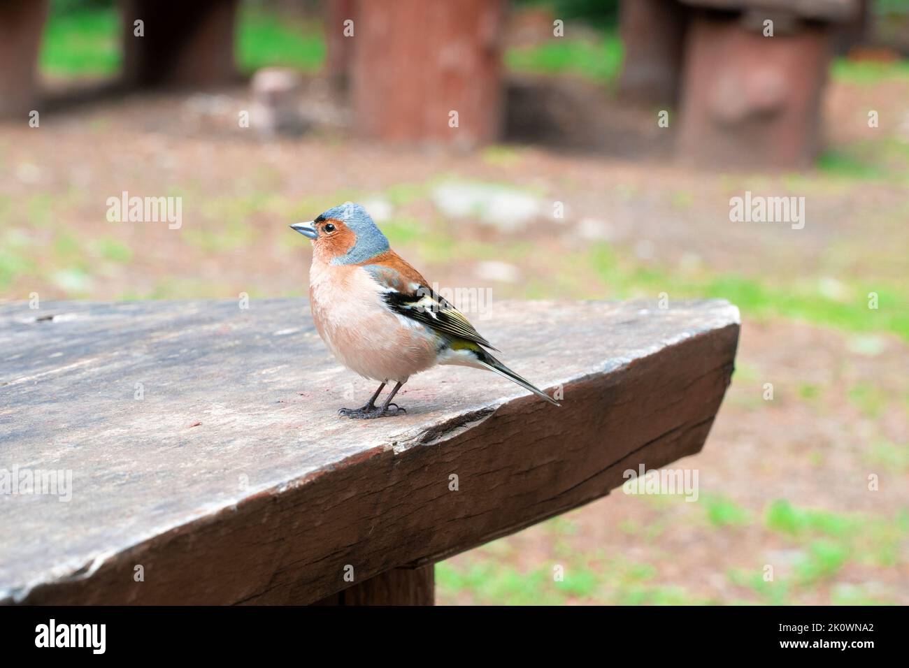 Finch bird. Colorful finch bird in the forest. Fringillidae family ...