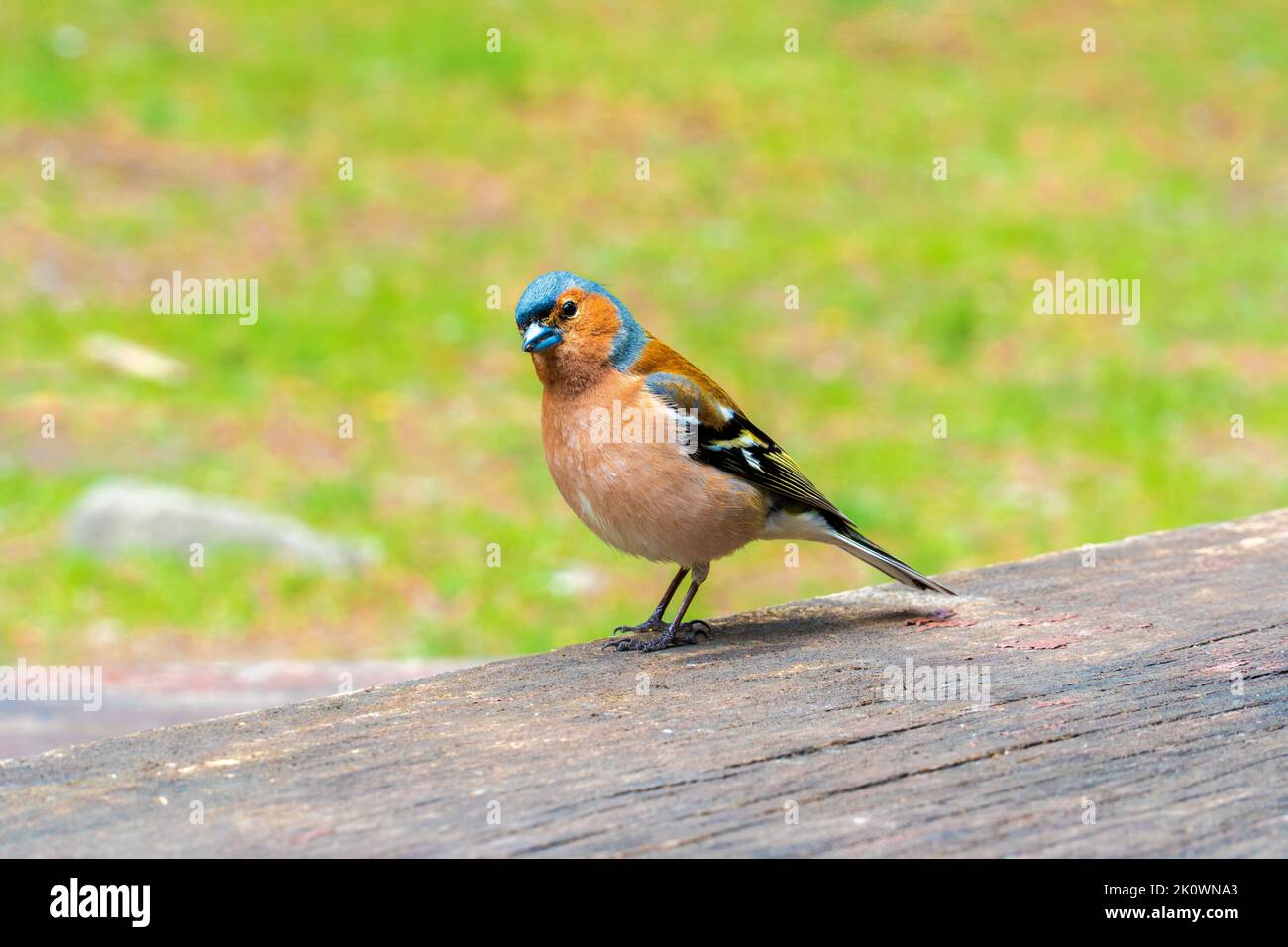 Finch bird. Colorful finch bird in the forest. Fringillidae family ...