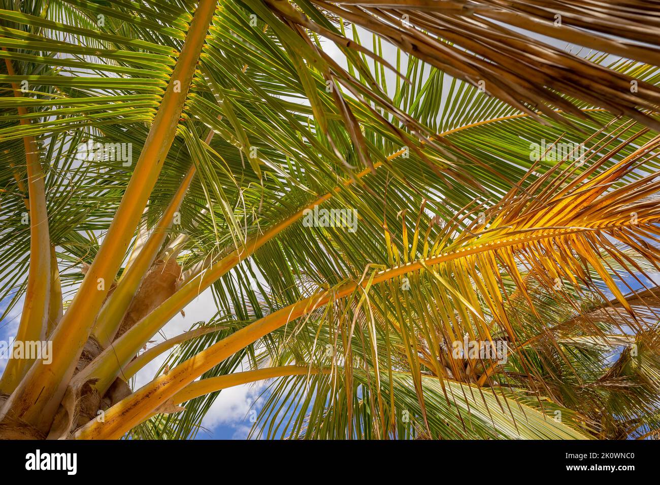 Palm tree fronds growth hi-res stock photography and images - Alamy