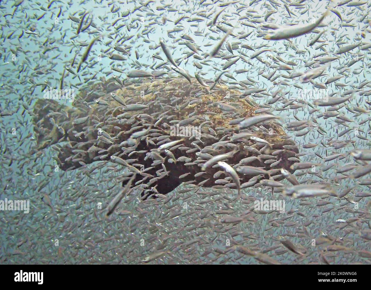 Different sized fish hi-res stock photography and images - Alamy