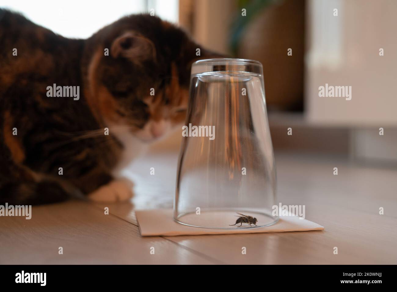 Inverted glass beaker hi-res stock photography and images - Alamy