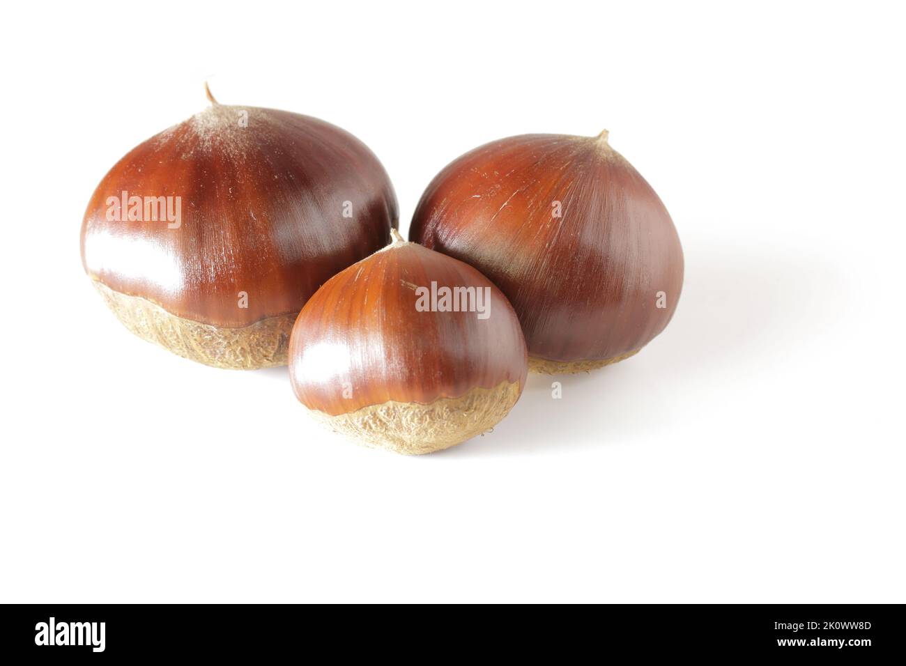Japanese fresh chestnuts, natural food on white background, abstract ...
