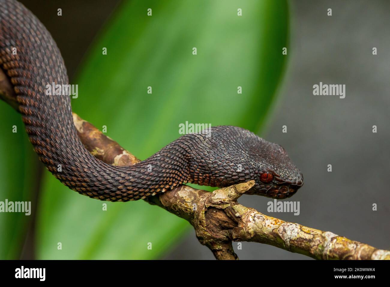 A mangrove pit viper resting on a branch in a mangrove swamp in ...