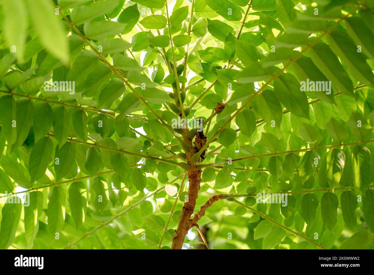 Close up Branch of averhoa bilimbi plant and its brown leaf stalk ...