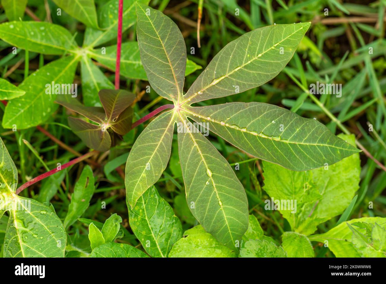 Top view of cassava leaf in the form of a fresh green starfish, purple ...