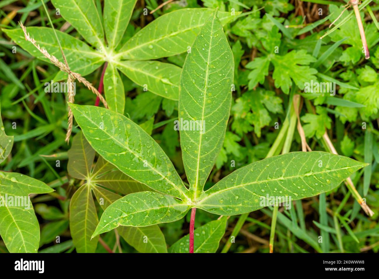 Top view of cassava leaf in the form of a fresh green starfish, purple ...