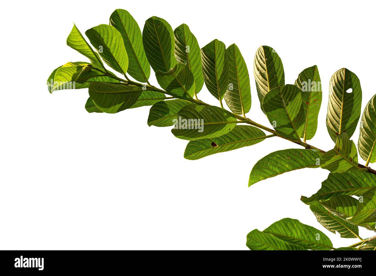 Close up of a branch of a tropical fruit plant called guava which is ...
